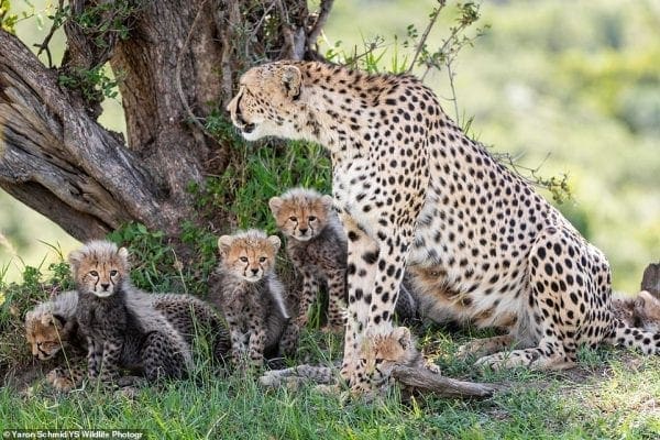 Cheetah Gives Birth To Litter Of 7 Cubs | Wildest