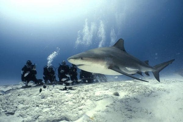 The Sharks Of The Bahamas - Meet The Island's Most Iconic Species | Wildest