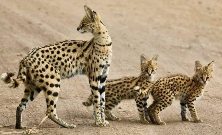 The 10 Species of African Cats | Wildest