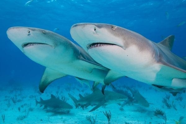 The Sharks Of The Bahamas - Meet The Island's Most Iconic Species | Wildest