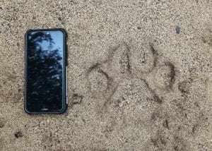 Identifying Big Cat Tracks in Africa | Wildest