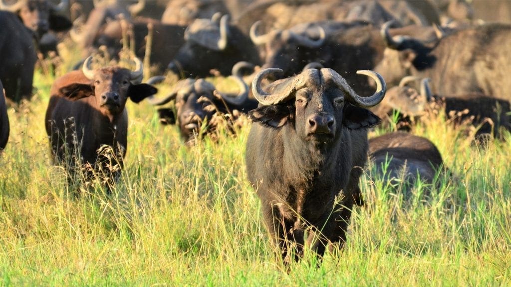 The Big 5 Of Africa - Meet The Continent's Most Iconic Animals | Wildest