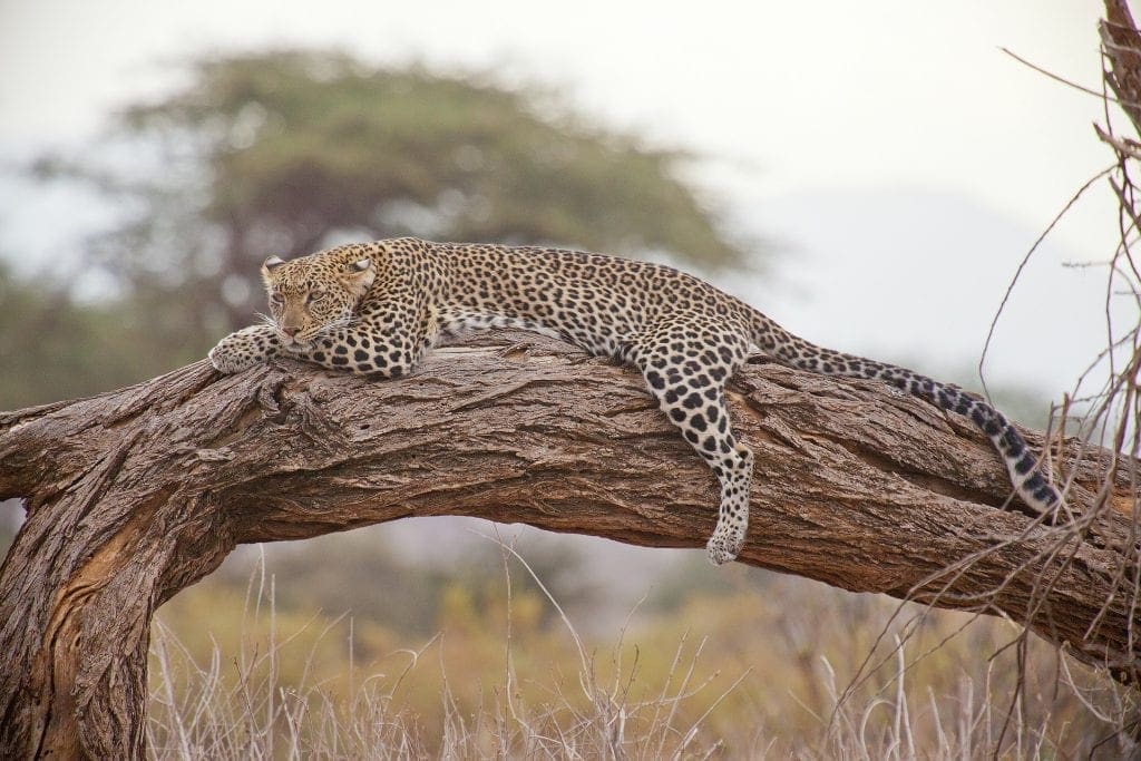 The Big 5 Of Africa - Meet The Continent's Most Iconic Animals | Wildest