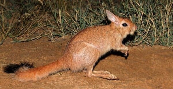 11 Nocturnal Animals To Look Out For On A Night Safari In Africa