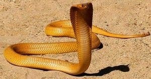 The 10 Deadliest Snakes In Africa | Wildest