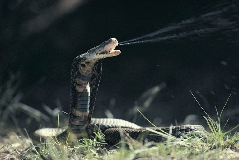 The 10 Deadliest Snakes In Africa | Wildest