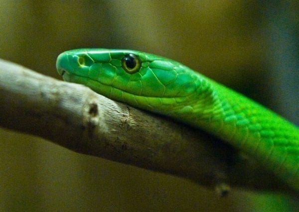 The 10 Deadliest Snakes In Africa | Wildest