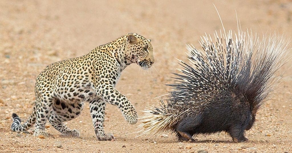 11 Nocturnal Animals To Look Out For On A Night Safari In Africa