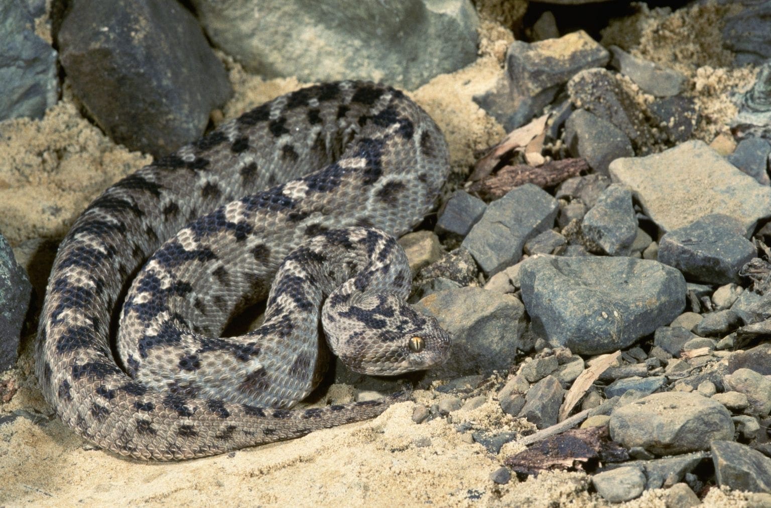 The 10 Deadliest Snakes In Africa | Wildest