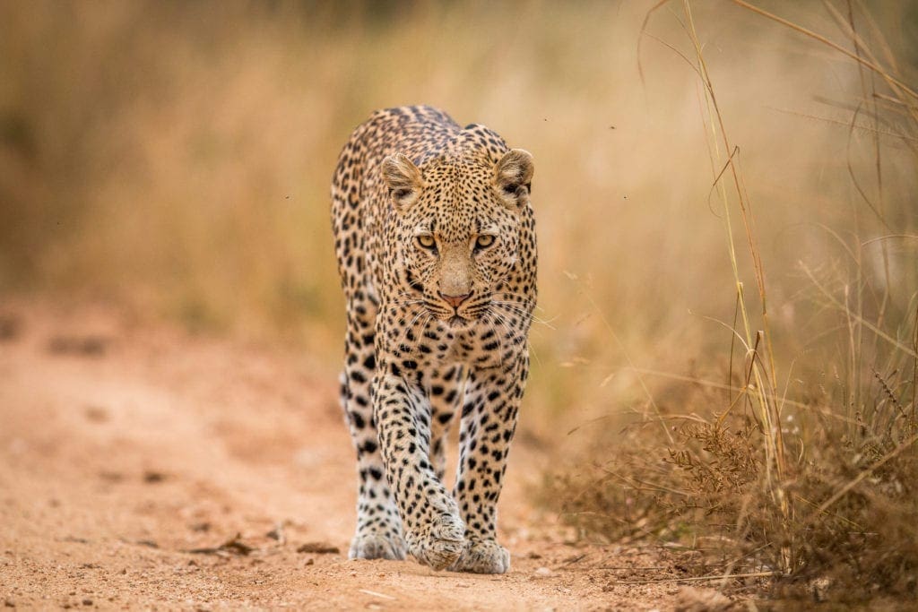 The 13 Most Iconic Animals In Africa and Where To Find Them | Wildest