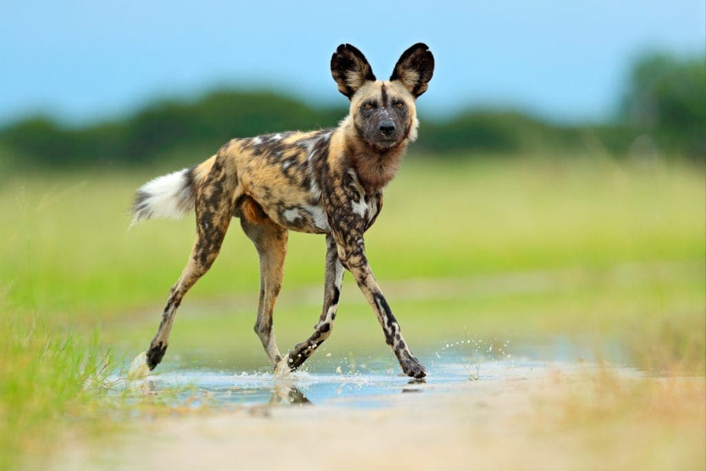 The 13 Most Iconic Animals In Africa and Where To Find Them | Wildest