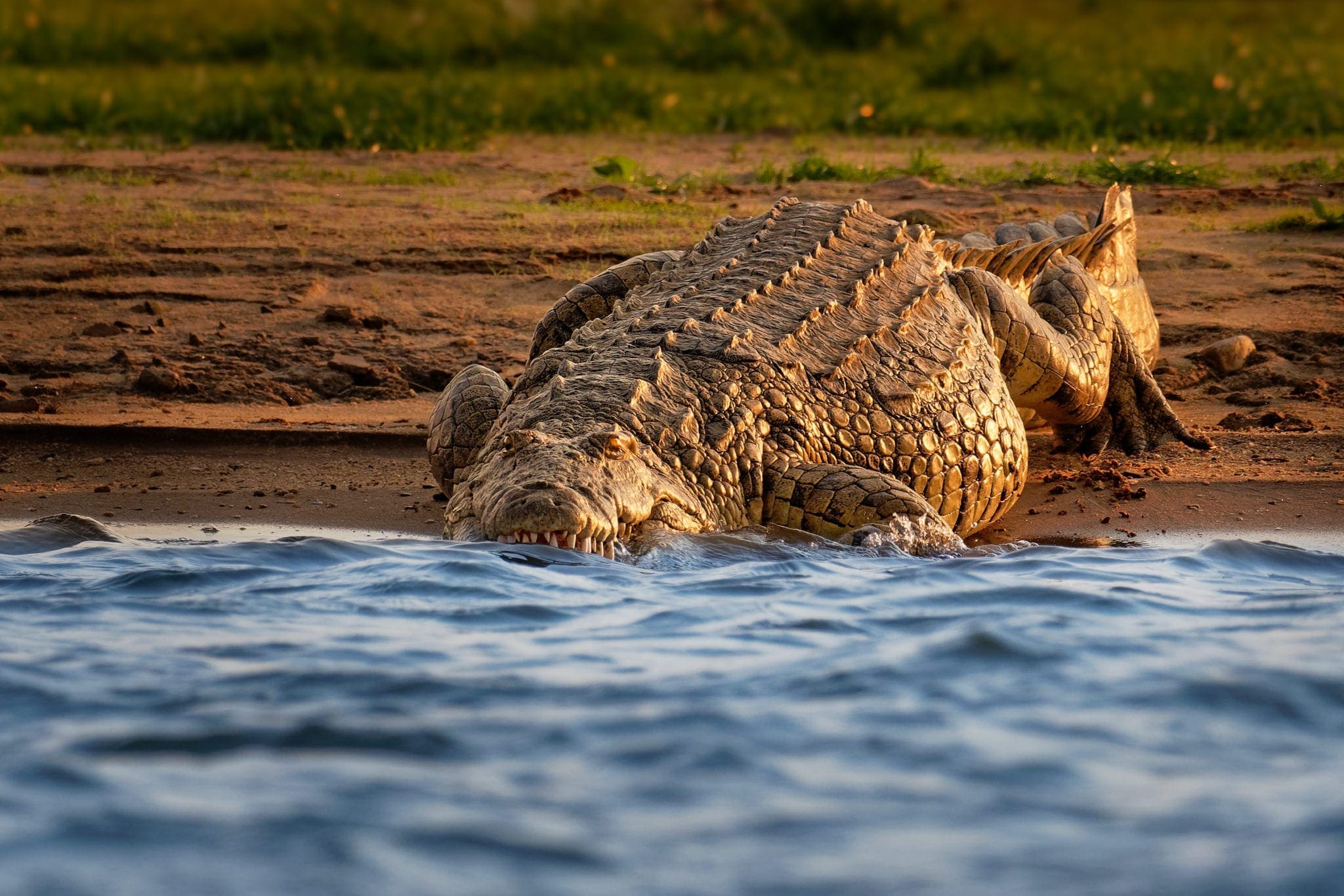 The 13 Most Iconic Animals In Africa and Where To Find Them | Wildest