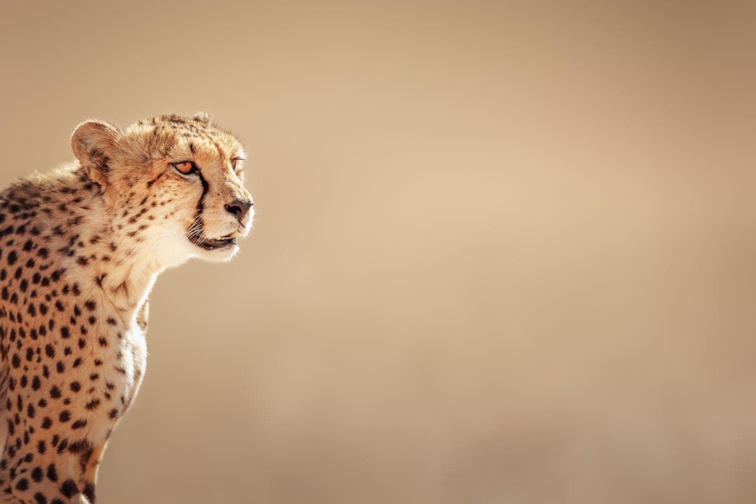 The 13 Most Iconic Animals In Africa and Where To Find Them | Wildest