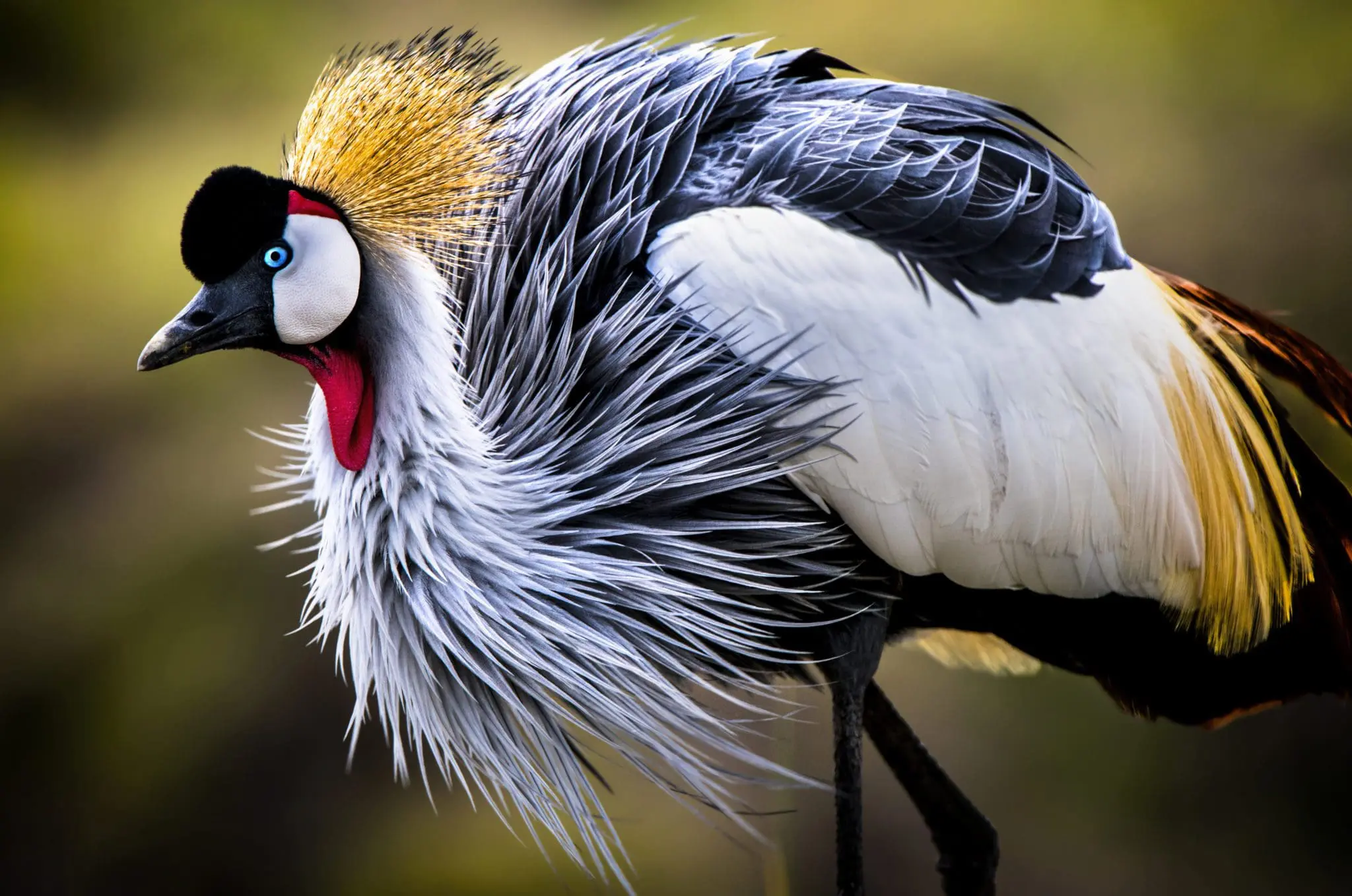 12 Of The Most Iconic Bird Species in Africa | Wildest