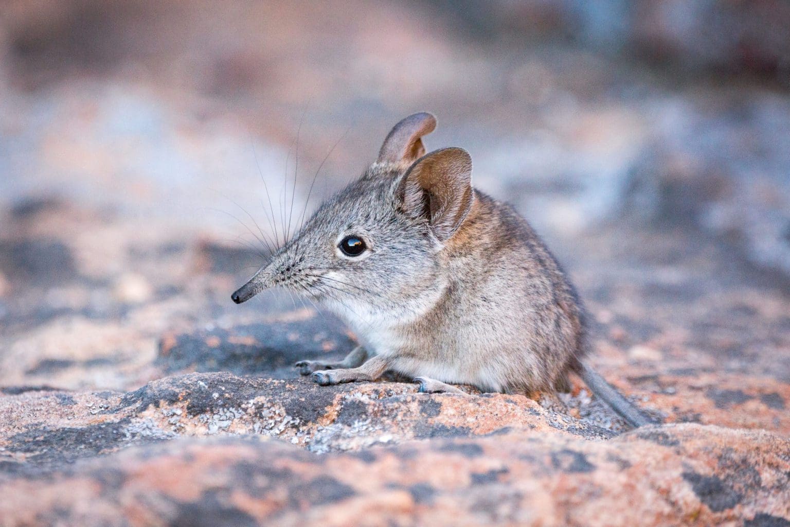The Little Five Animals Of Africa | Wildest