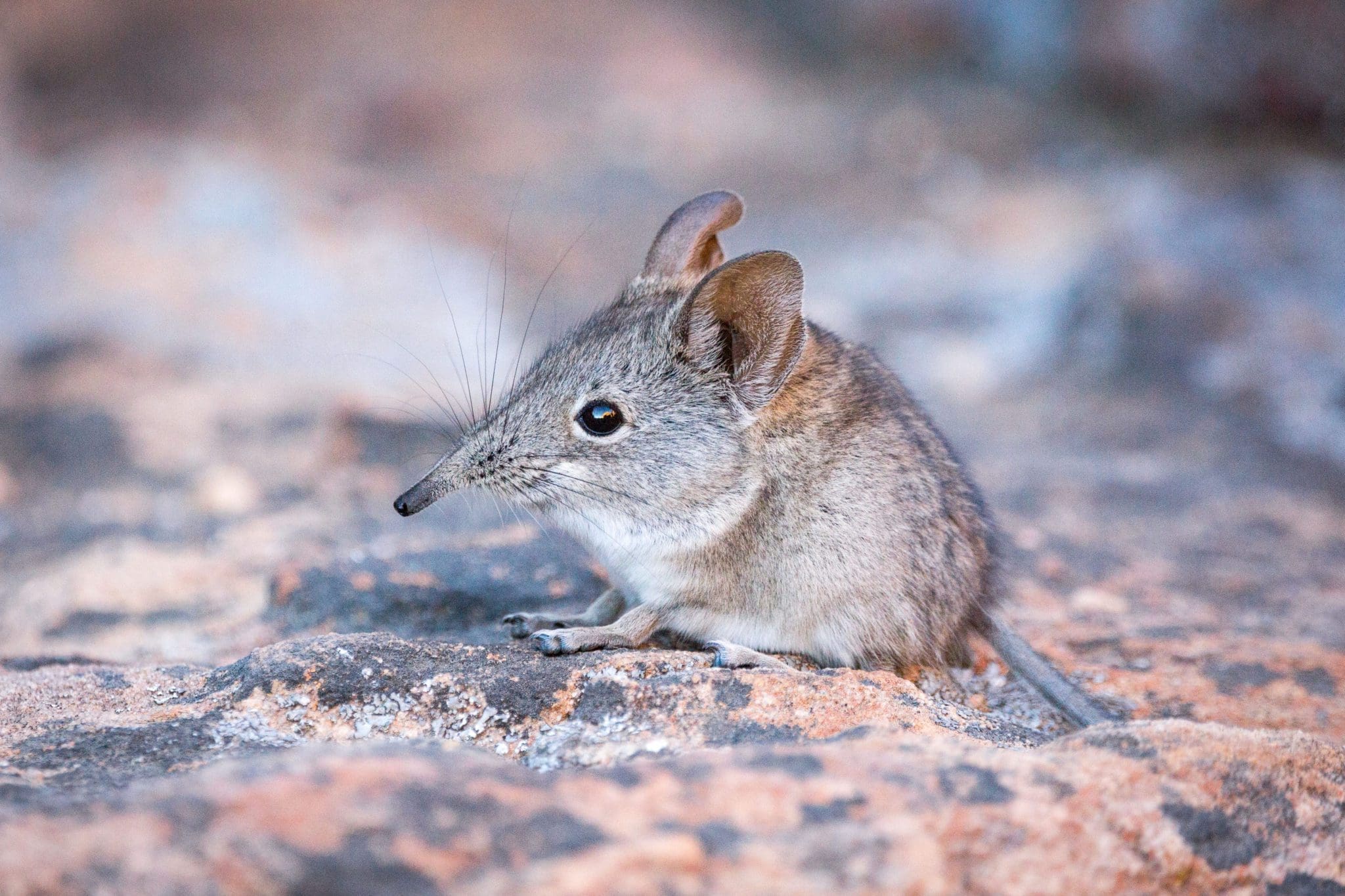 The Little Five Animals Of Africa | Wildest