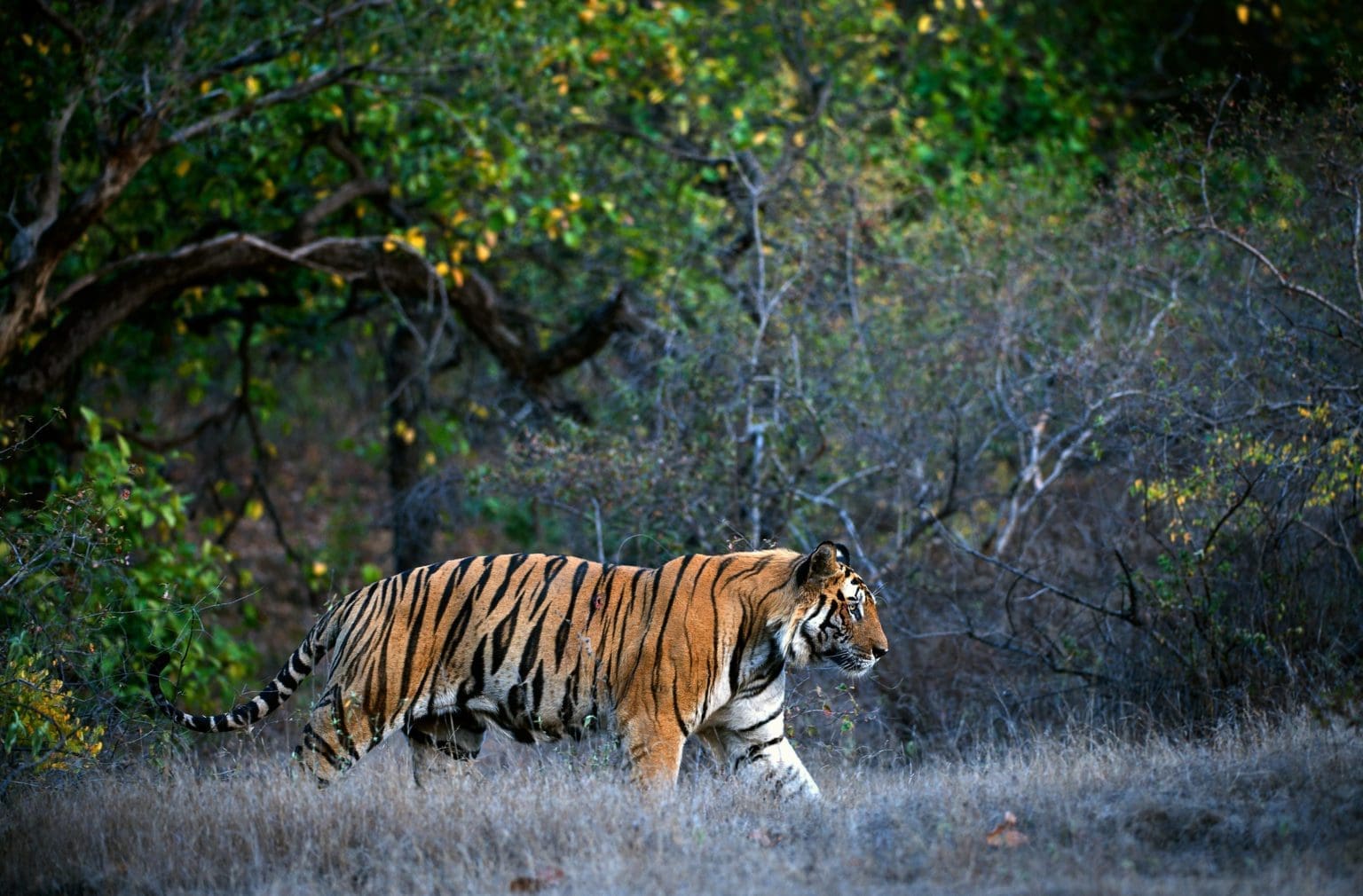The 13 Best Places to See Tigers in India | Wildest
