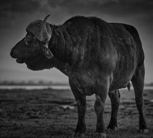 Get To Know The Cape Buffalo | Wildest