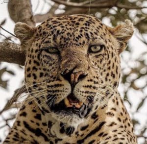 Get To Know The African Leopard | Wildest
