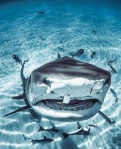 Get To Know The Tiger Shark | Wildest