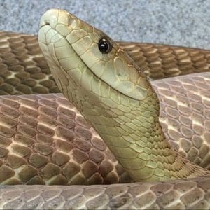 Get To Know The Black Mamba | Wildest