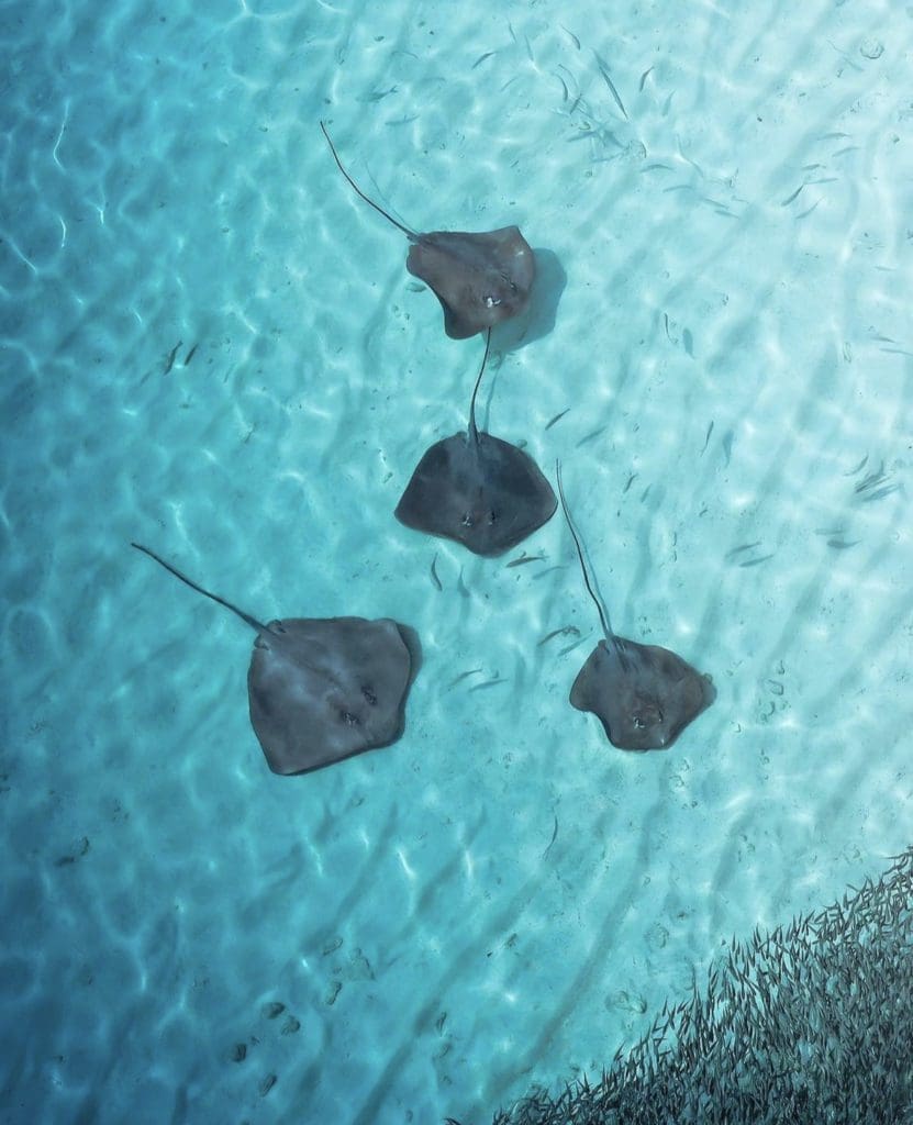 The Best time to visit the Maldives | Wildest