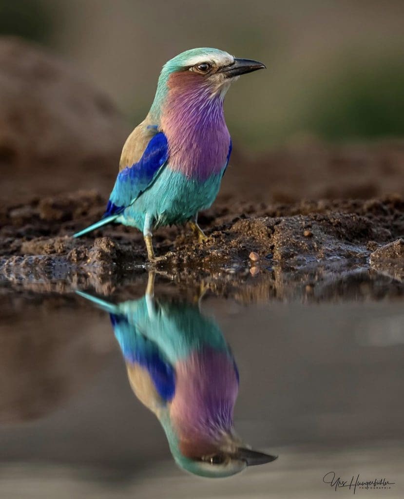 15 Birds in South Africa to Look for on Safari | Wildest