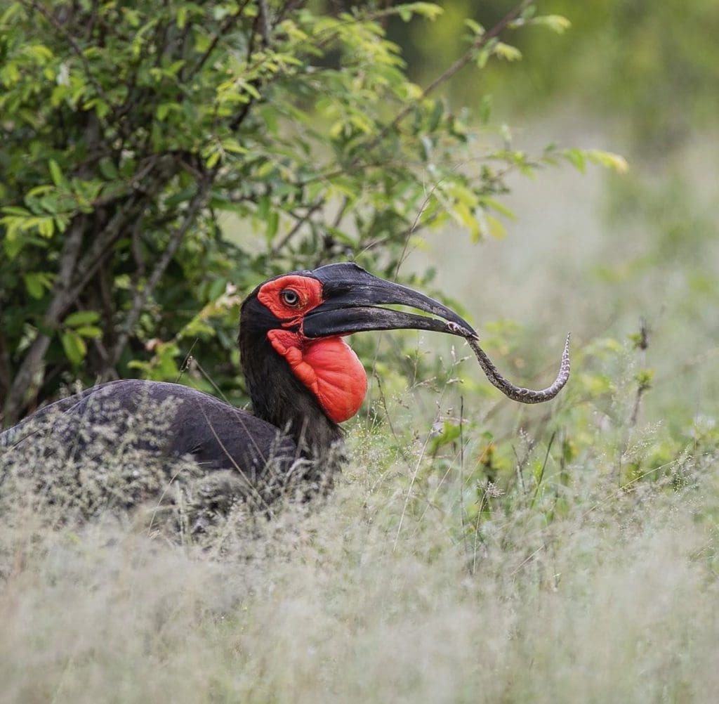 15 Birds in South Africa to Look for on Safari | Wildest