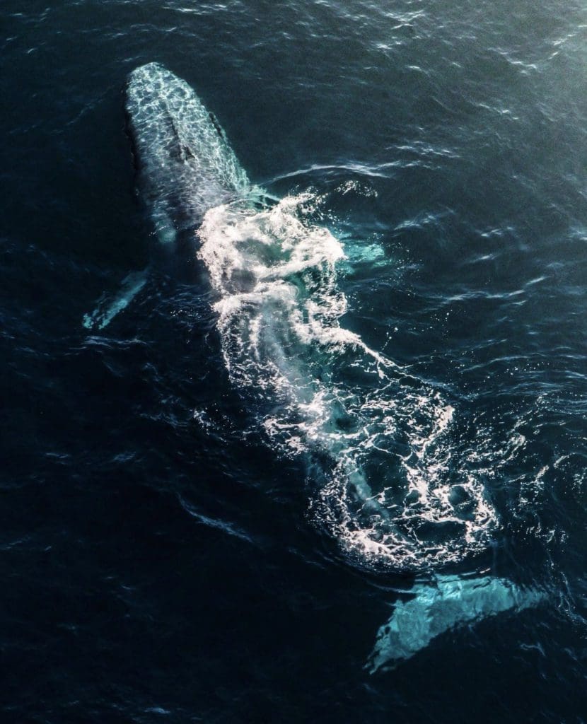 Get To Know The Blue Whale | Wildest