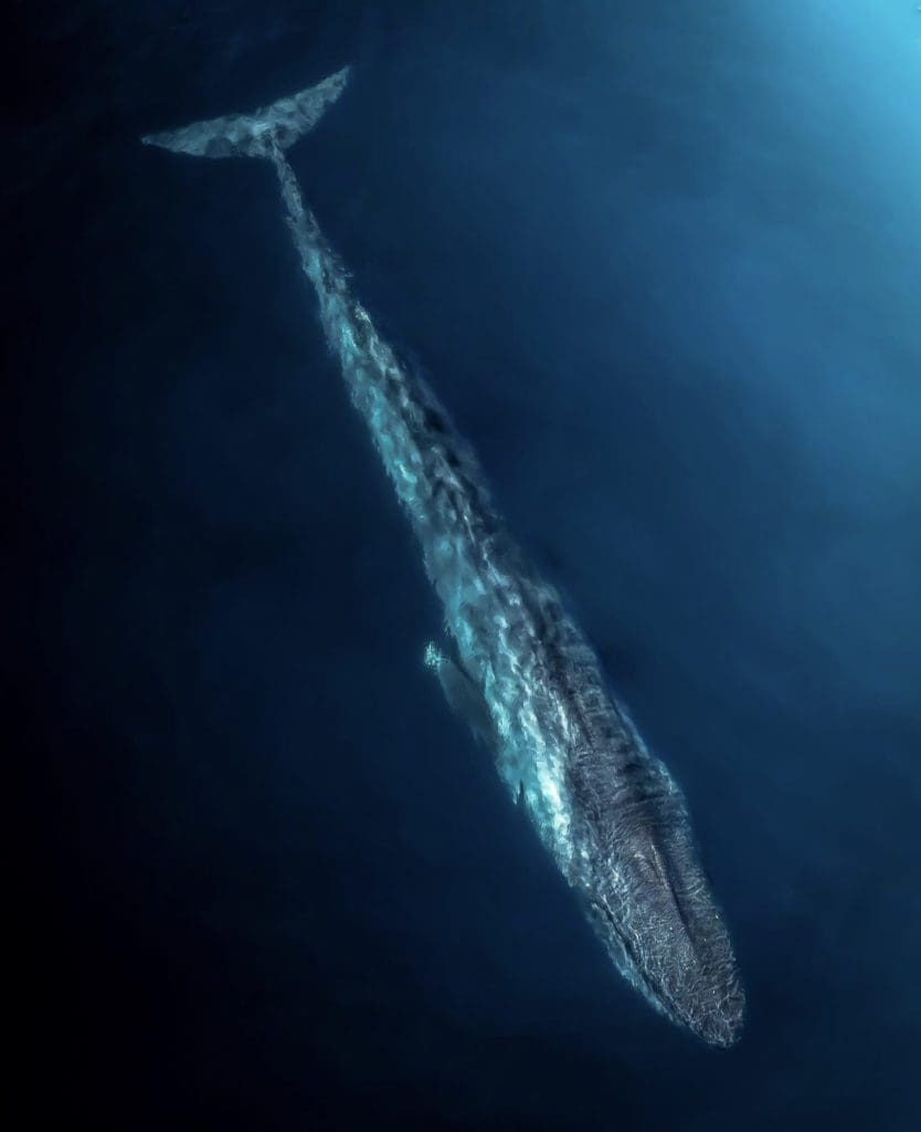 Get To Know The Blue Whale | Wildest