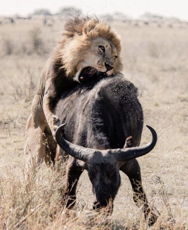 What Do Lions Eat? | Wildest