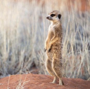 Get To Know the Meerkat | Wildest
