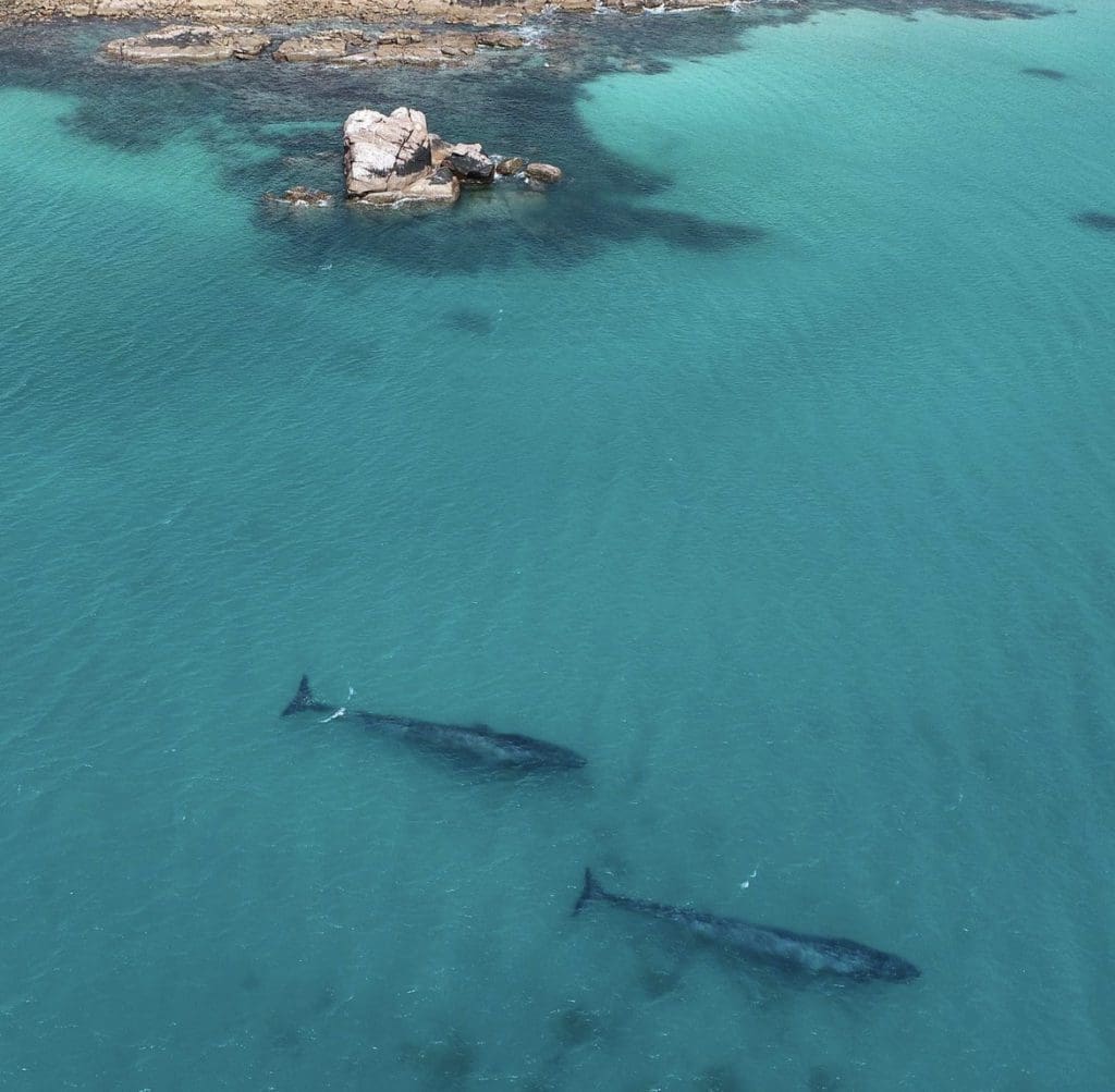 Get To Know The Blue Whale | Wildest