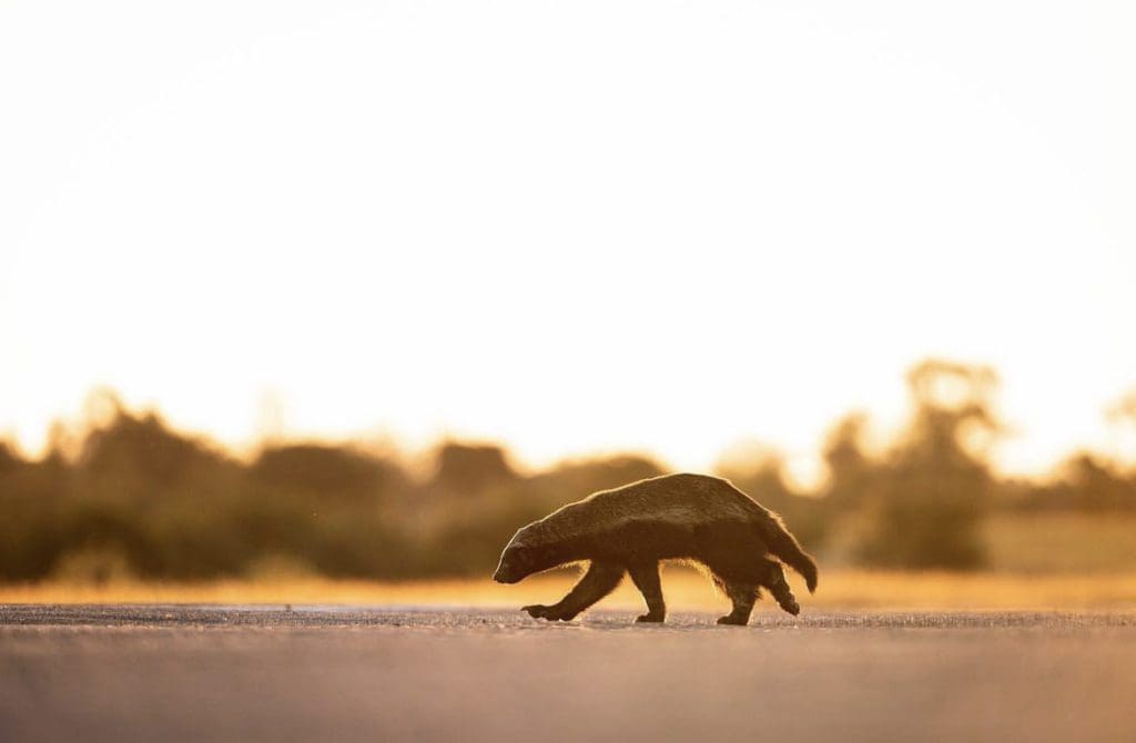 Get To Know the Honey Badger | Wildest