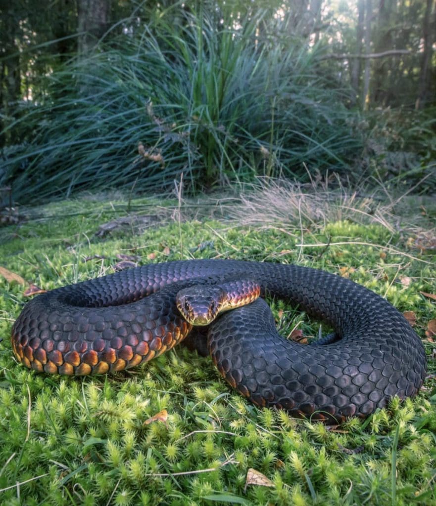 The Ten Most Venomous Snakes in Australia | Wildest
