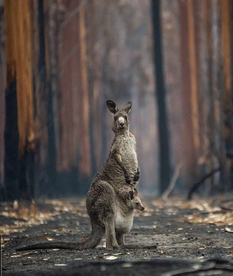Get To Know the Kangaroo | Wildest