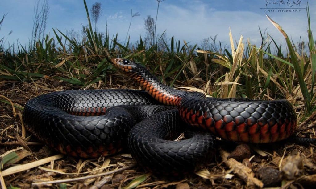 The Ten Most Venomous Snakes in Australia | Wildest