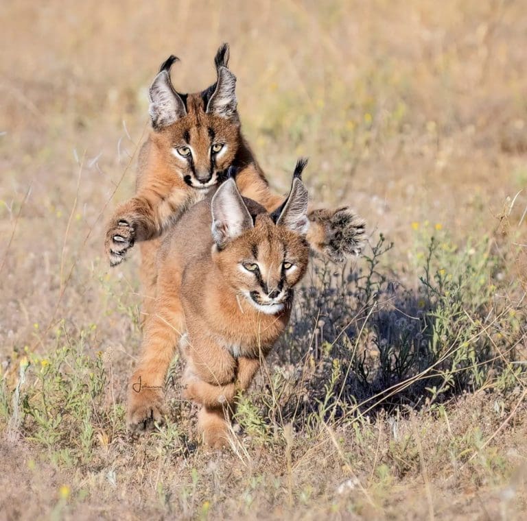 Get To Know The Caracal | Wildest