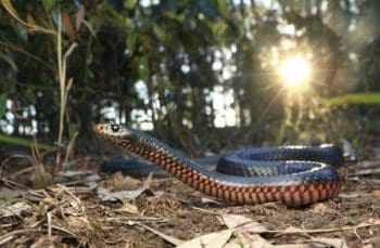 The Ten Most Venomous Snakes in Australia | Wildest