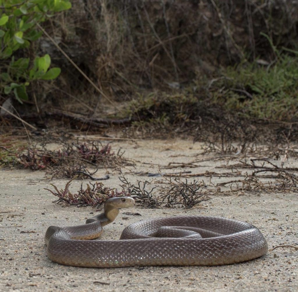 The Ten Most Venomous Snakes in Australia | Wildest