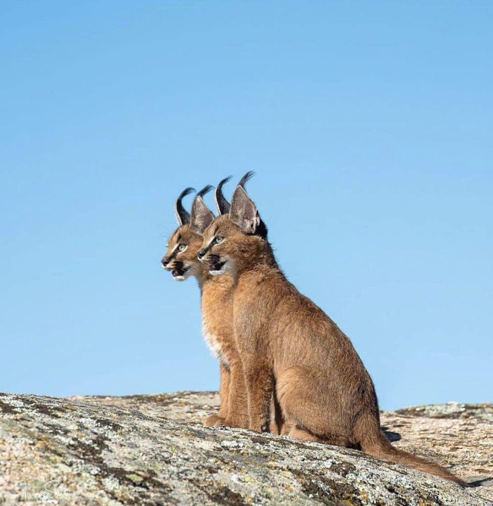 Get To Know The Caracal | Wildest