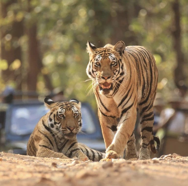 Get To Know the Bengal Tiger | Wildest