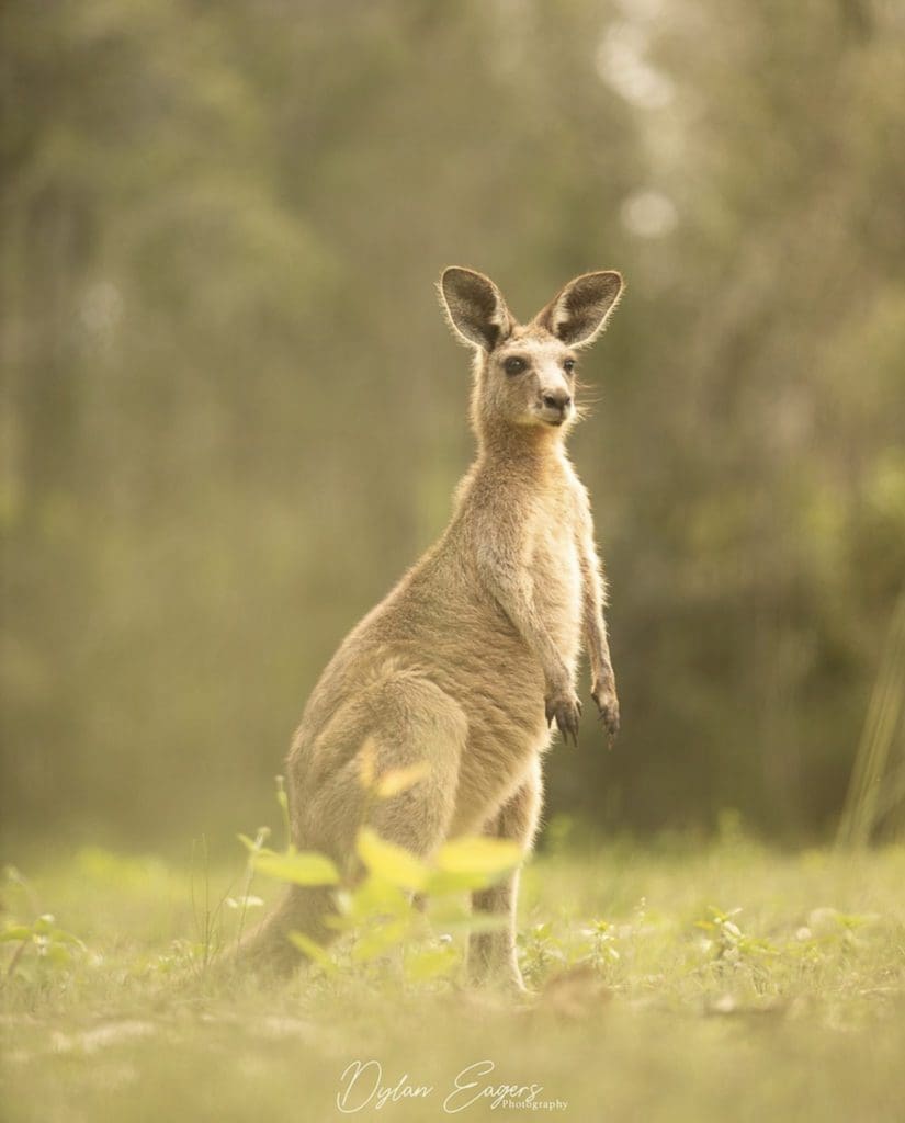 Get To Know the Kangaroo | Wildest