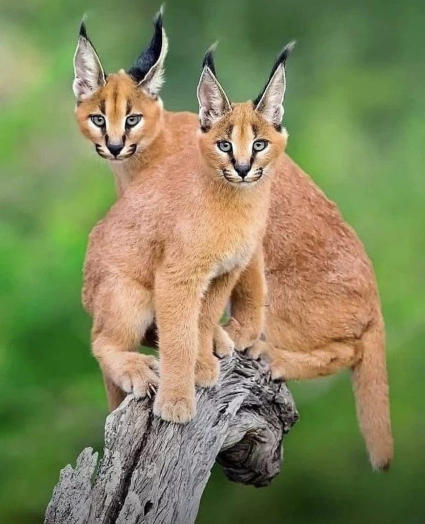 Get To Know The Caracal | Wildest