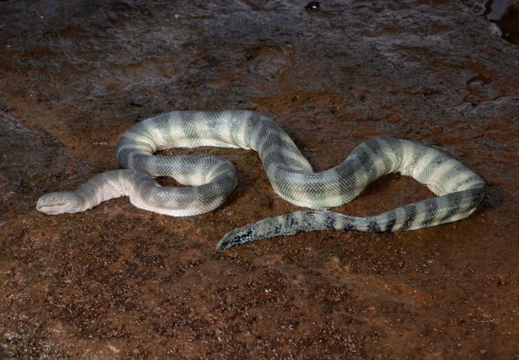 The Ten Most Venomous Snakes in Australia | Wildest