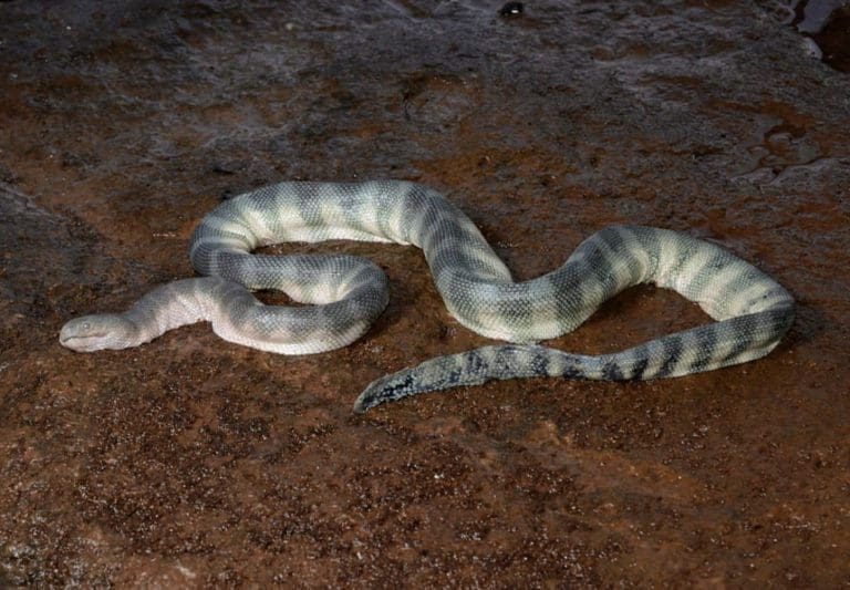 The Ten Most Venomous Snakes in Australia | Wildest