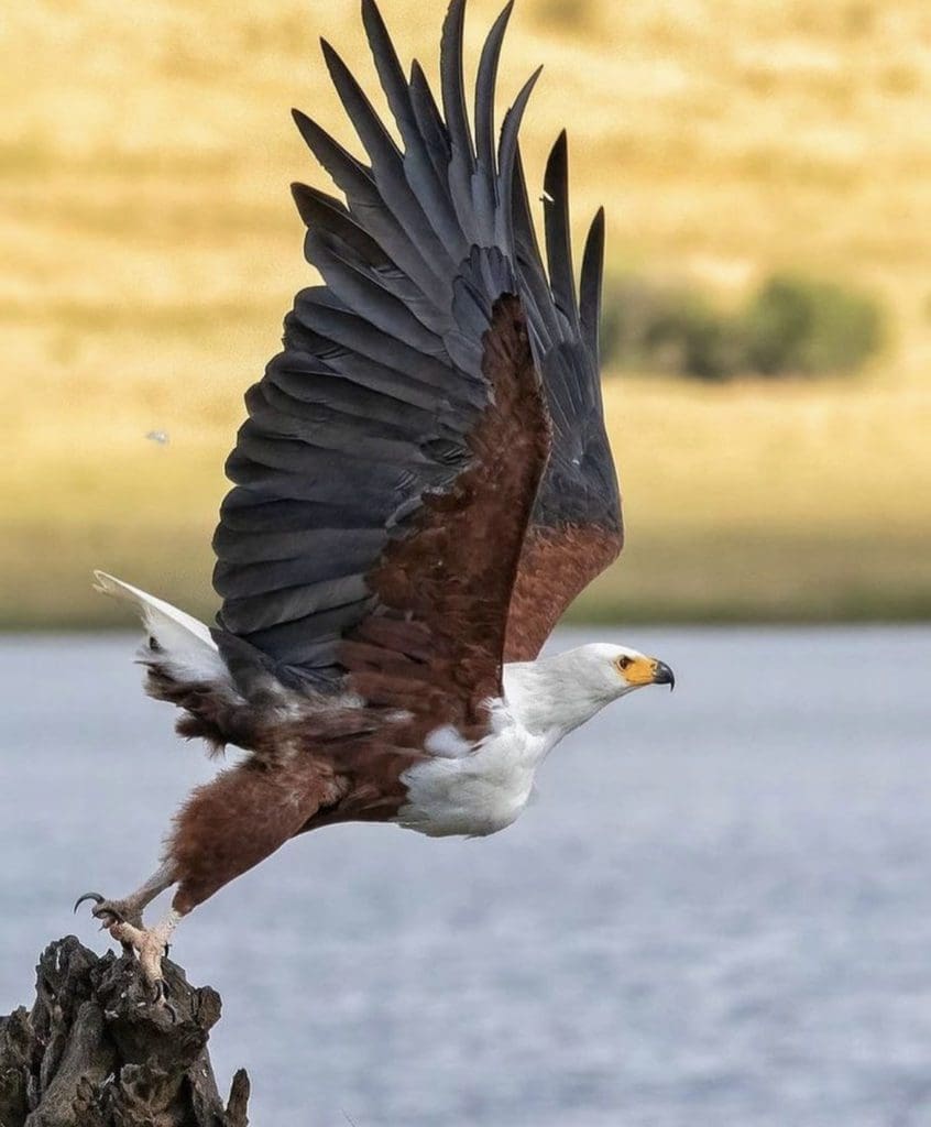 Get To Know The African Fish Eagle | Wildest