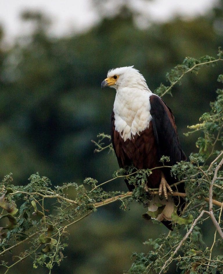 Get To Know The African Fish Eagle | Wildest