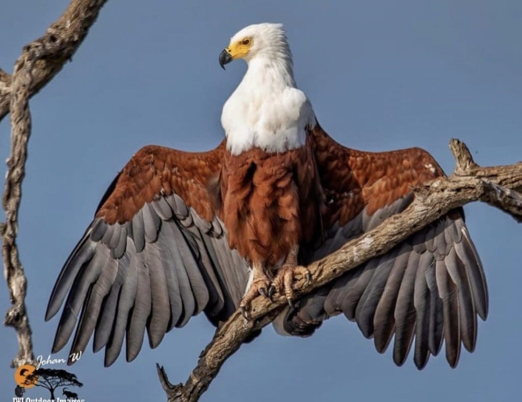 Get To Know The African Fish Eagle | Wildest