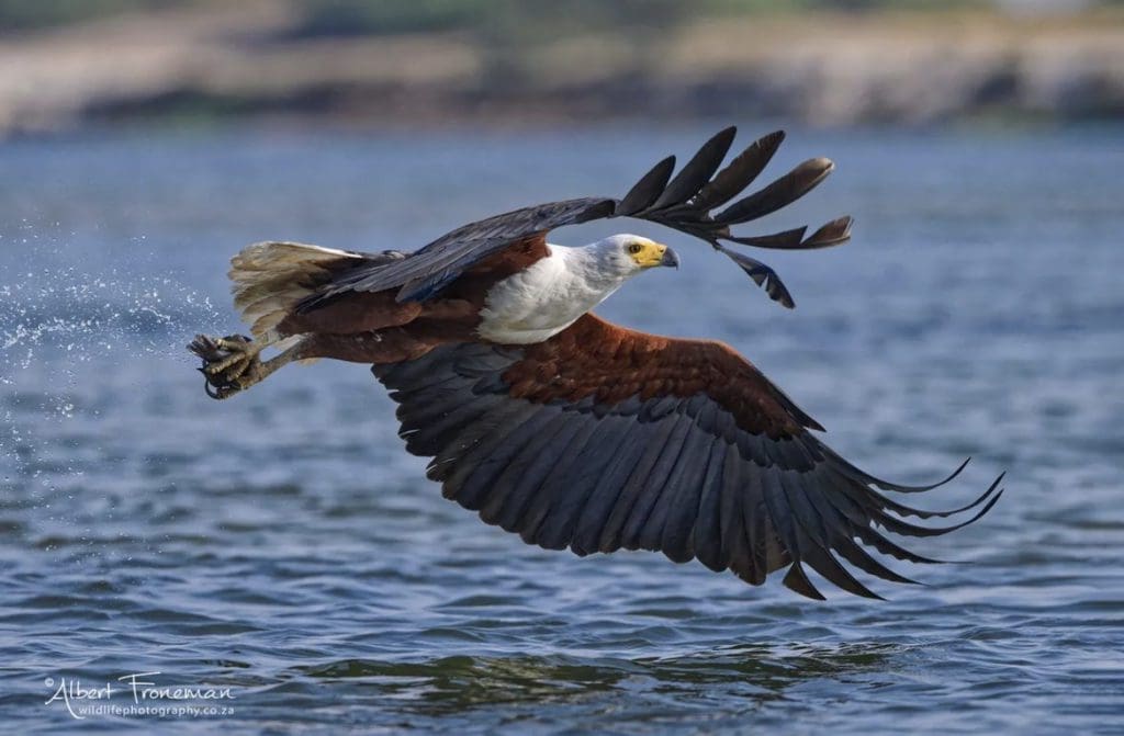 Get To Know The African Fish Eagle | Wildest